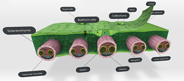 5 Questions to Help You Distinguish Between Monocot and Dicot Plants