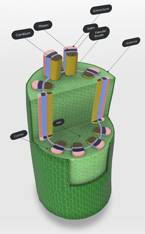 5 Questions to Help You Distinguish Between Monocot and Dicot Plants