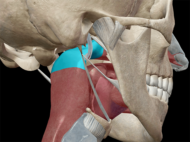 Anatomie et physiologie : Le pharynx et l'épiglotte | Rencana