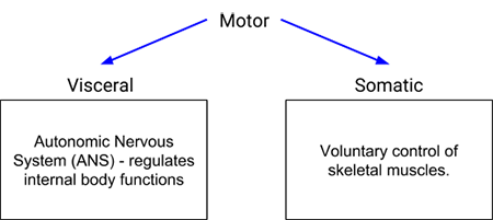 Navigating the Nervous System Part I: The CNS, PNS, and Somatic Motor ...