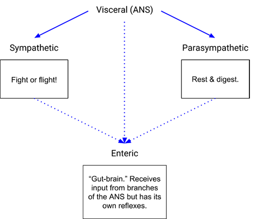 Navigating the Nervous System Part II: The Autonomic Nervous System