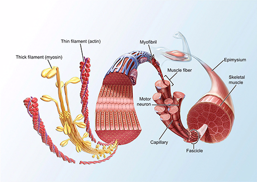 Neuromuscular Interactions: How to Move a Muscle