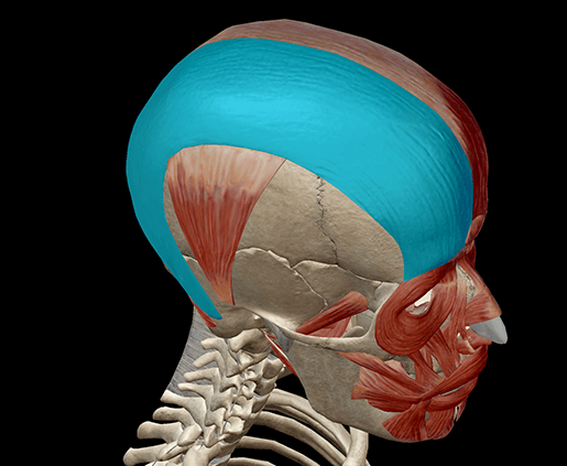 Learn Muscle Anatomy: Occipitofrontalis