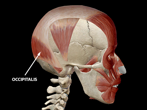 Learn Muscle Anatomy: Occipitofrontalis
