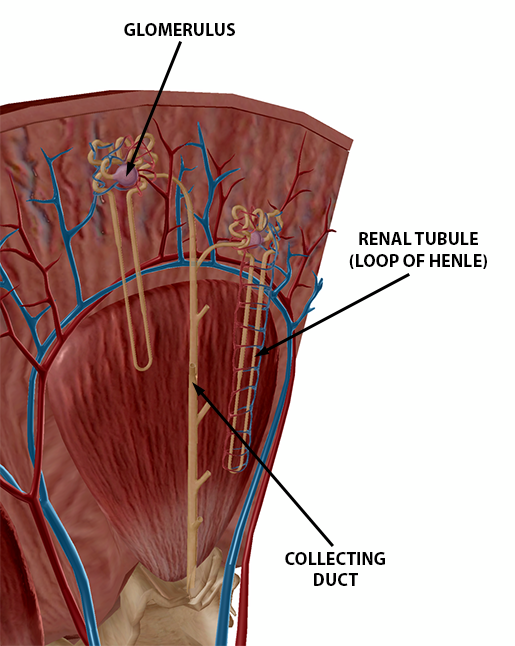 Exploring Kidney Pathologies with Physiology & Pathology