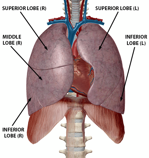 Right lung, middle lobe | right middle lobe radiology | XAKY