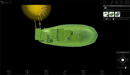 Teaching Photosynthesis with Visible Body: A Free Lesson Plan
