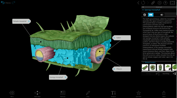 Teaching Photosynthesis with Visible Body: A Free Lesson Plan