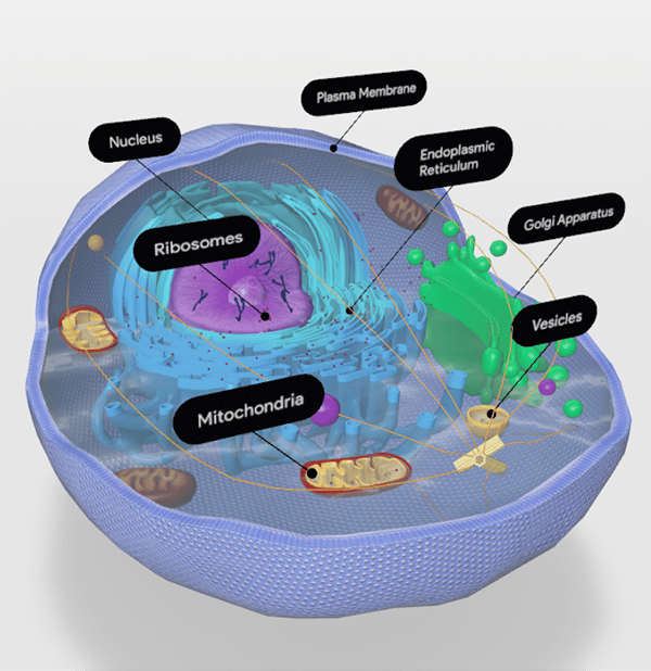 Building It Up and Breaking It Down: Photosynthesis vs. Cellular ...
