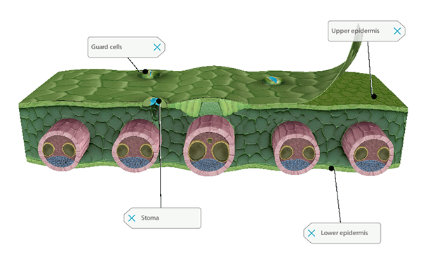 Building It Up and Breaking It Down: Photosynthesis vs. Cellular ...
