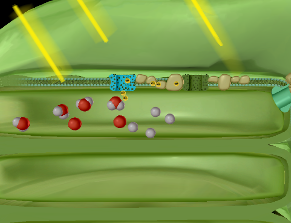 Building It Up and Breaking It Down: Photosynthesis vs. Cellular ...