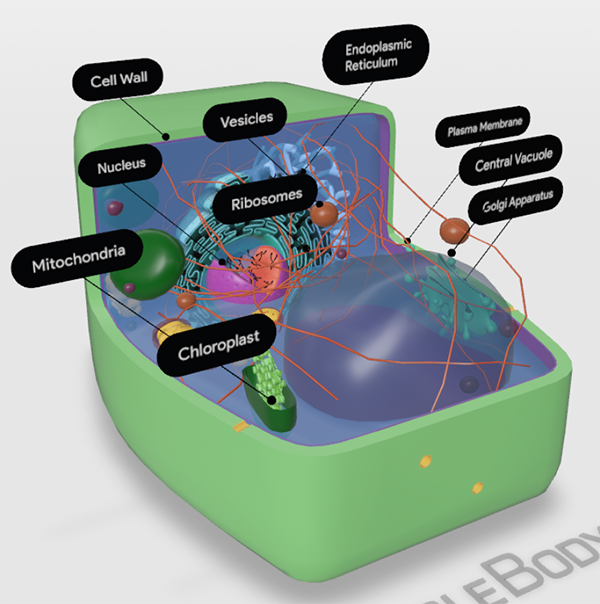 Building It Up and Breaking It Down: Photosynthesis vs. Cellular ...
