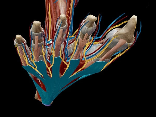 Run With This: Anatomy, Physiology, and Pathology of Plantar Fasciitis