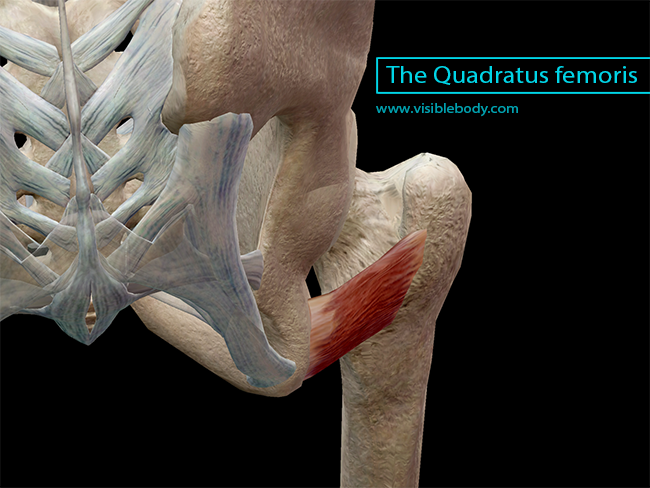 Learn Muscle Anatomy: Lateral Rotators