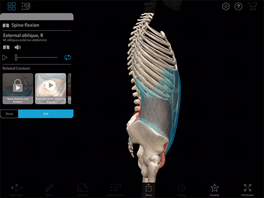 El recto abdominal y sus amigos: Una introducción a los músculos ...