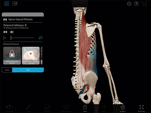 The Rectus Abdominis and Friends: An Intro to the Ab Muscles