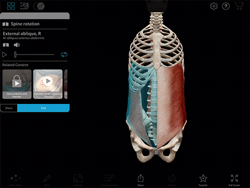The Rectus Abdominis and Friends: An Intro to the Ab Muscles