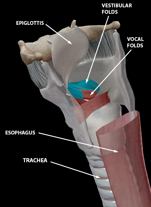 Anatomy and Physiology: The Relationships of the Respiratory System