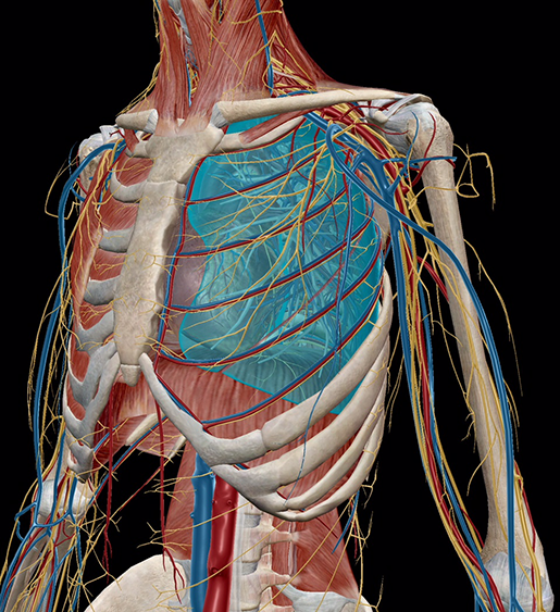 Anatomy and Physiology: The Relationships of the Respiratory System