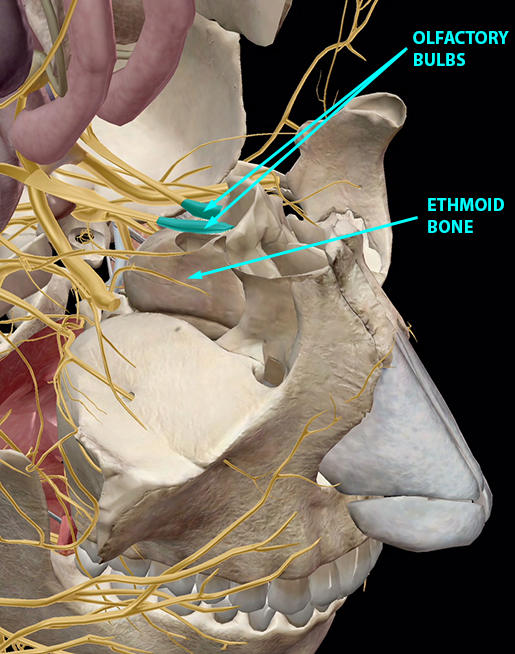 Anatomy and Physiology: The Relationships of the Respiratory System