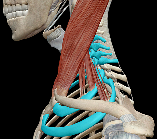 Learn Muscle Anatomy: Scalene Muscles and Other Neck Anatomy