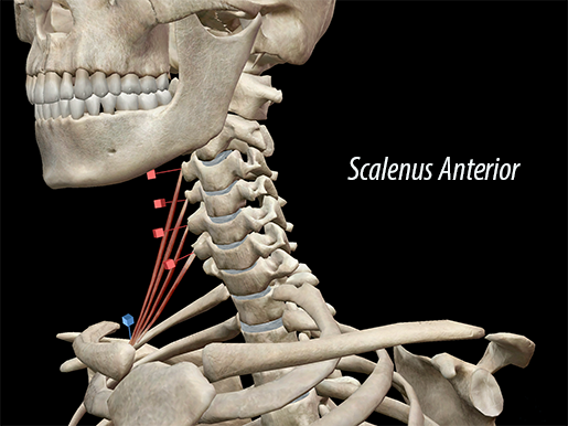 Learn Muscle Anatomy: Scalene Muscles and Other Neck Anatomy