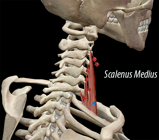 Learn Muscle Anatomy: Scalene Muscles and Other Neck Anatomy
