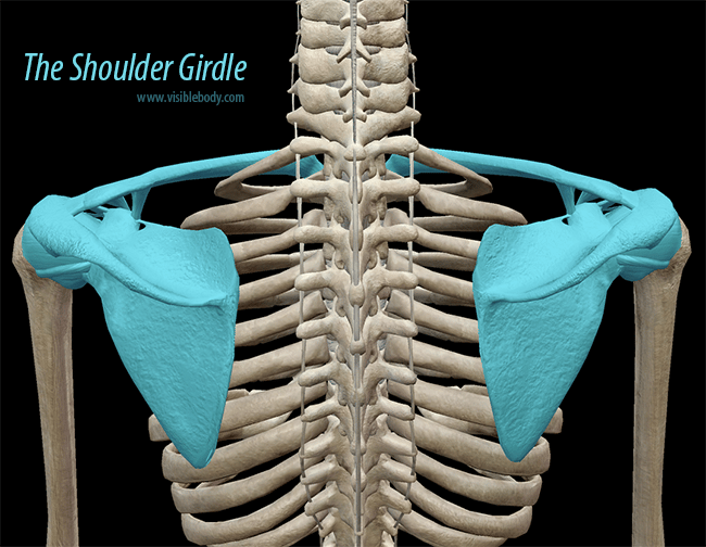 3D Skeletal System The Shoulder Girdle 3D Skeletal System The Shoulder Girdle