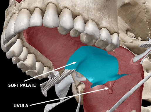Something to Talk About: The Anatomy of Speech Sounds