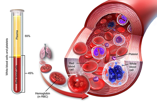 I Want to Know What Blood Is: A 3D Visual Field Guide to Blood Cells
