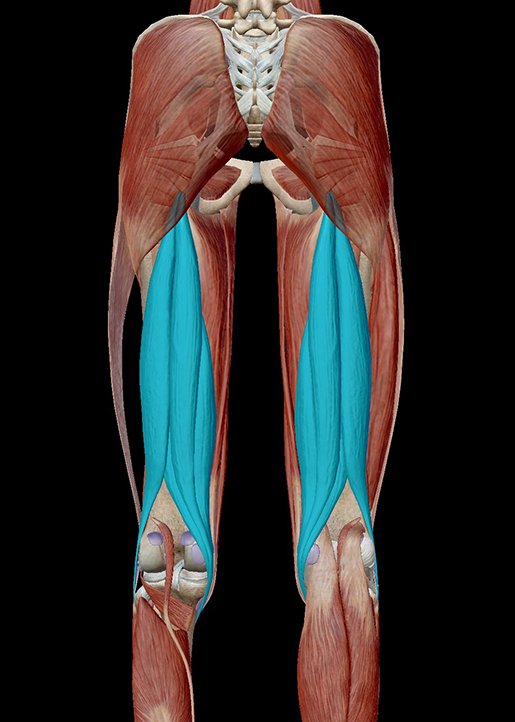 Learn Muscle Anatomy: Common Sports Injuries 101