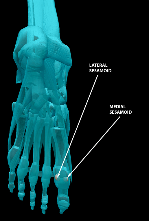 Word Games: Fun With Anatomy Etymology