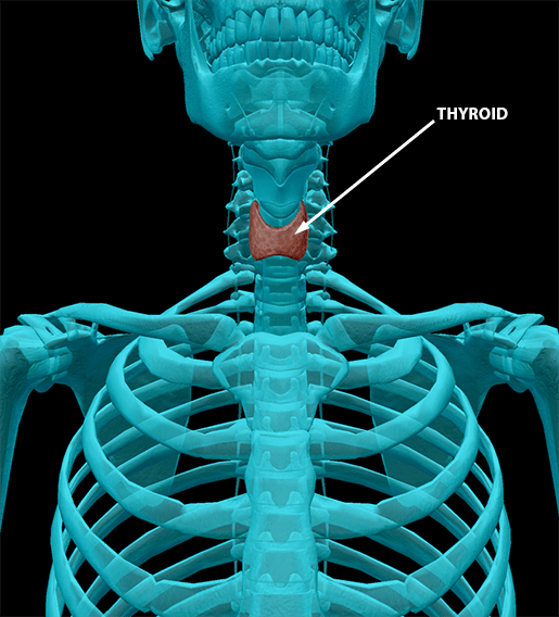 Word Games: Fun With Anatomy Etymology