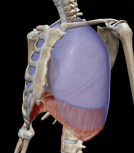 Exploring Thoracic and Pulmonary Structures with Human Anatomy Atlas 2020