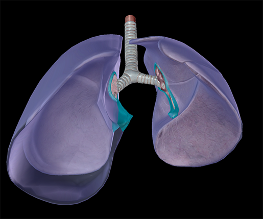 Exploring Thoracic and Pulmonary Structures with Human Anatomy Atlas 2020