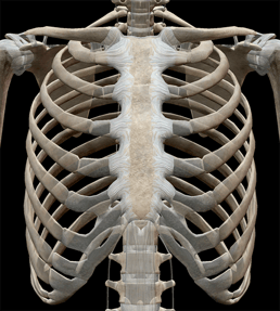 Exploring Thoracic and Pulmonary Structures with Human Anatomy Atlas 2020