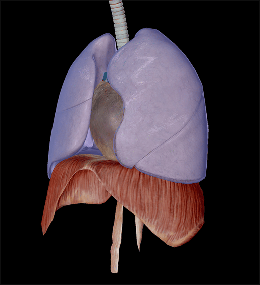 Exploring Thoracic and Pulmonary Structures with Human Anatomy Atlas 2020