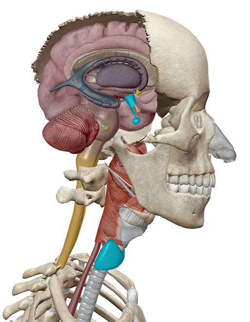 The Endocrine System: The Thyroid and Parathyroids