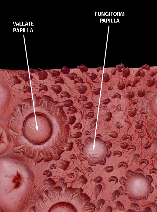 Anatomy and Physiology: The Terrific Tongue