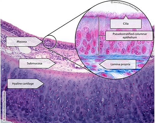 The Wonderful Windpipe: Five Awesome Facts about the Trachea
