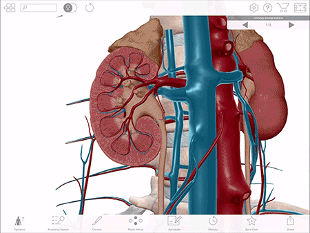 A 3D Urinary System Lesson Plan: Creating Interactive Presentations