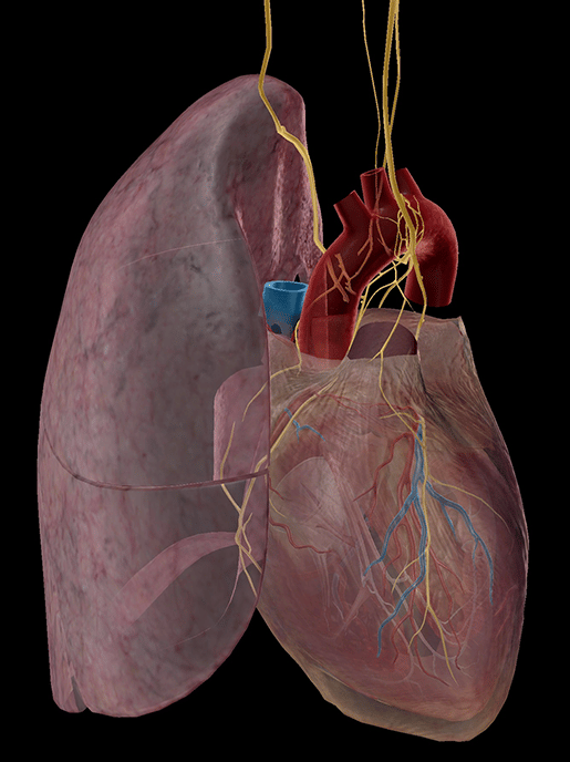 Viva the Vagus! Five Facts About the Tenth Cranial Nerve