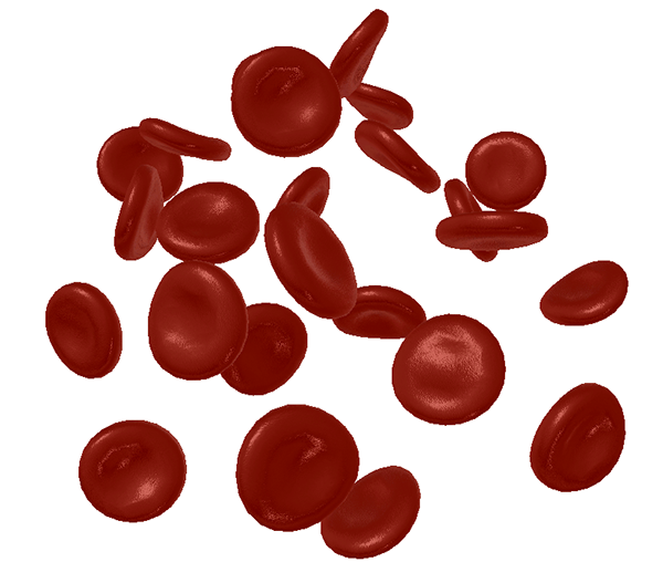 I Want to Know What Blood Is: A 3D Visual Field Guide to Blood Cells
