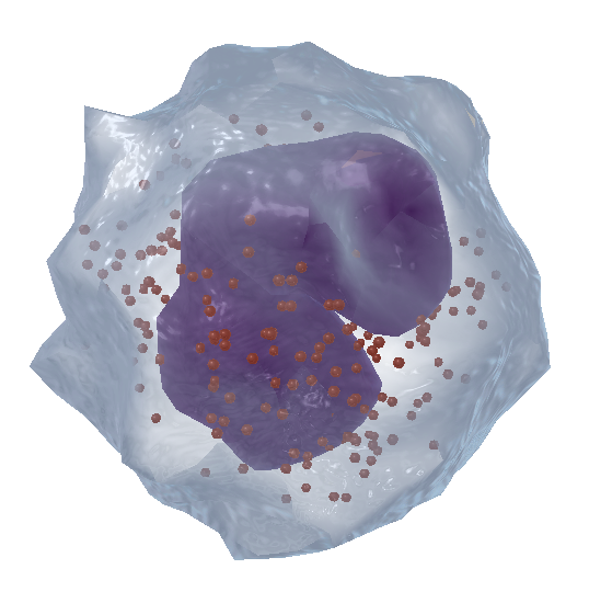 I Want to Know What Blood Is: A 3D Visual Field Guide to Blood Cells