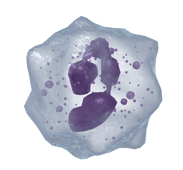 I Want to Know What Blood Is: A 3D Visual Field Guide to Blood Cells