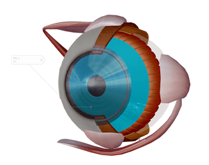 Marvelous Melanin: A Pigmentation Primer