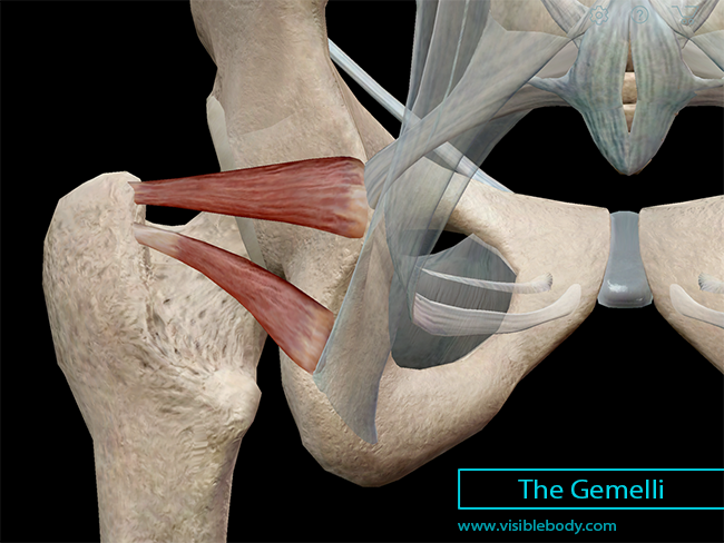 Learn Muscle Anatomy: Lateral Rotators