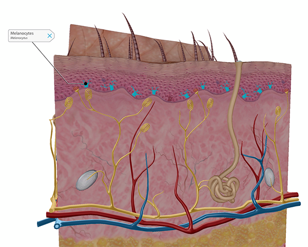 Marvelous Melanin: A Pigmentation Primer