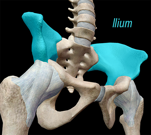 3D Skeletal System: The Pelvic Girdle