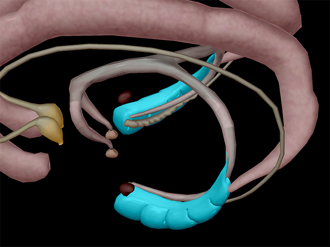 Anatomy and Physiology: The Limbic System's Major Three